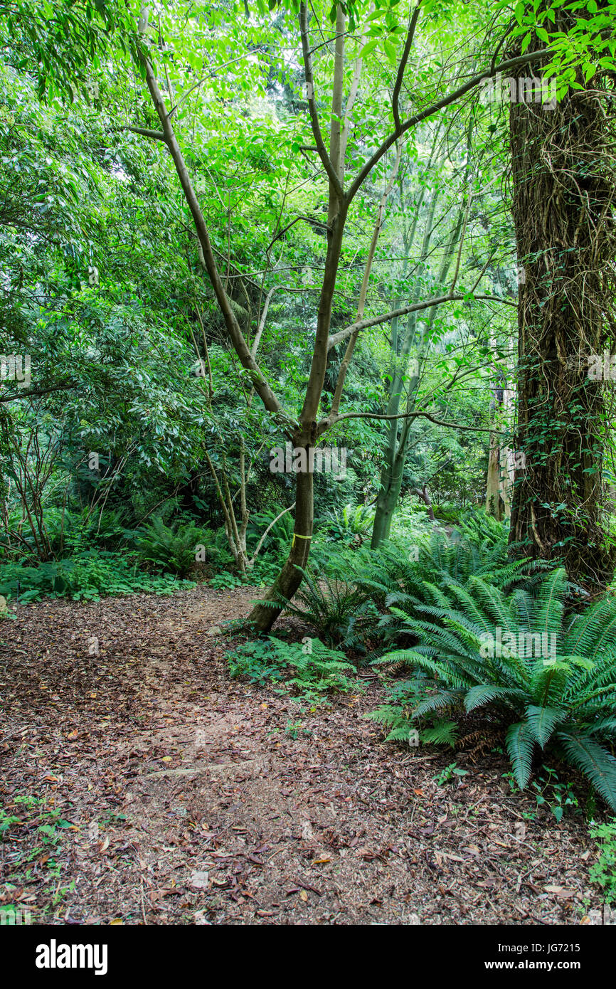Smooth Dirt Trail Winding Through Forest Stock Photo - Alamy