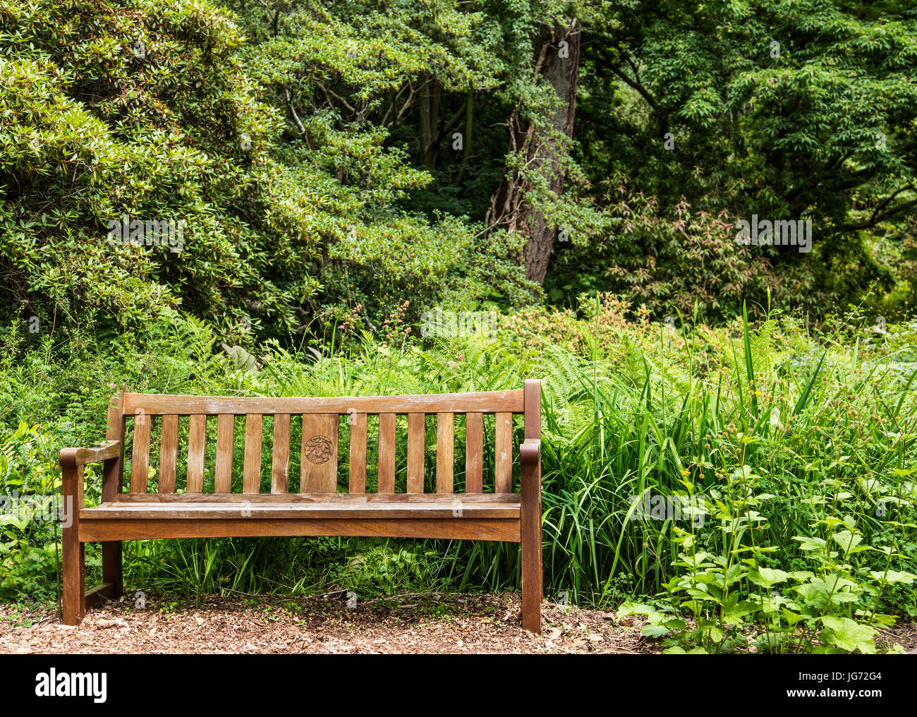 A Nice Wooden Bench in Forest Stock Photo - Alamy