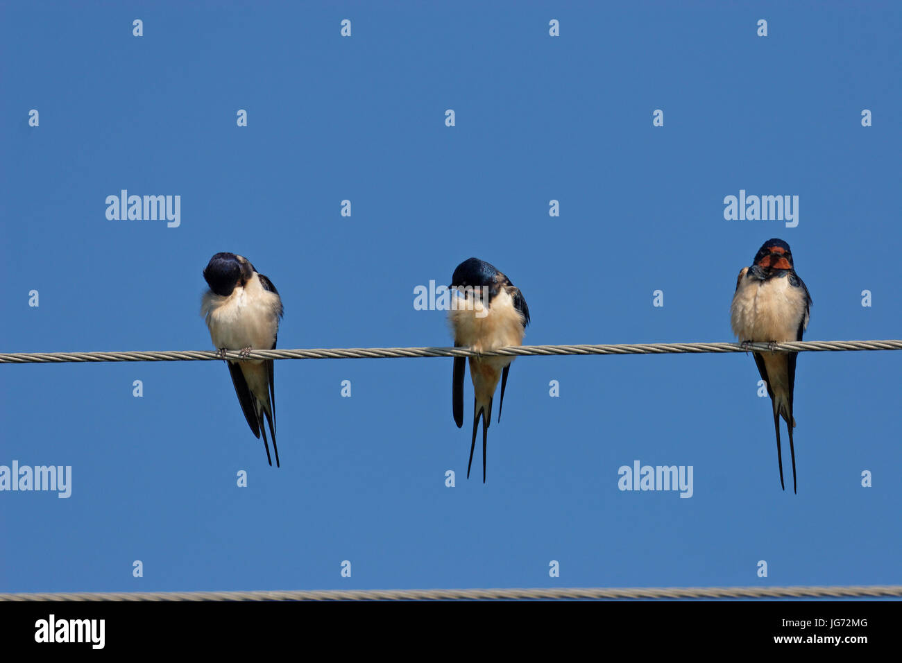 Three barn swallows sitting on the wire Stock Photo - Alamy