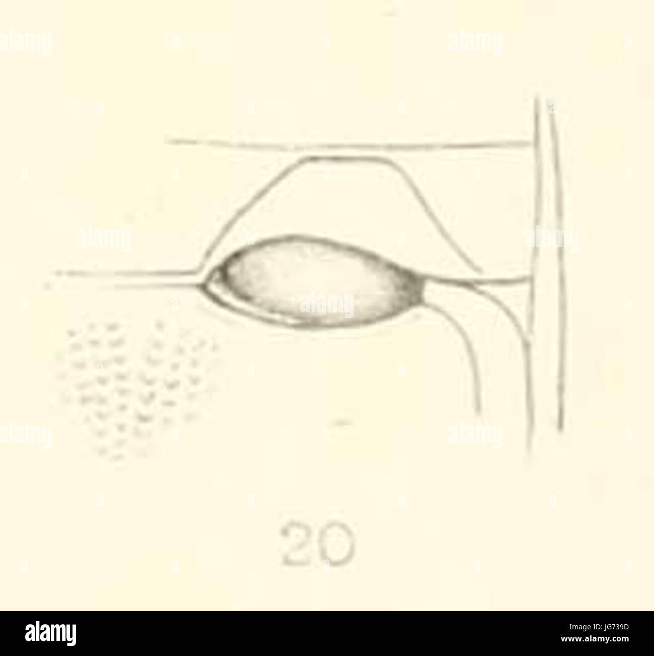 Metasternum hi-res stock photography and images - Alamy