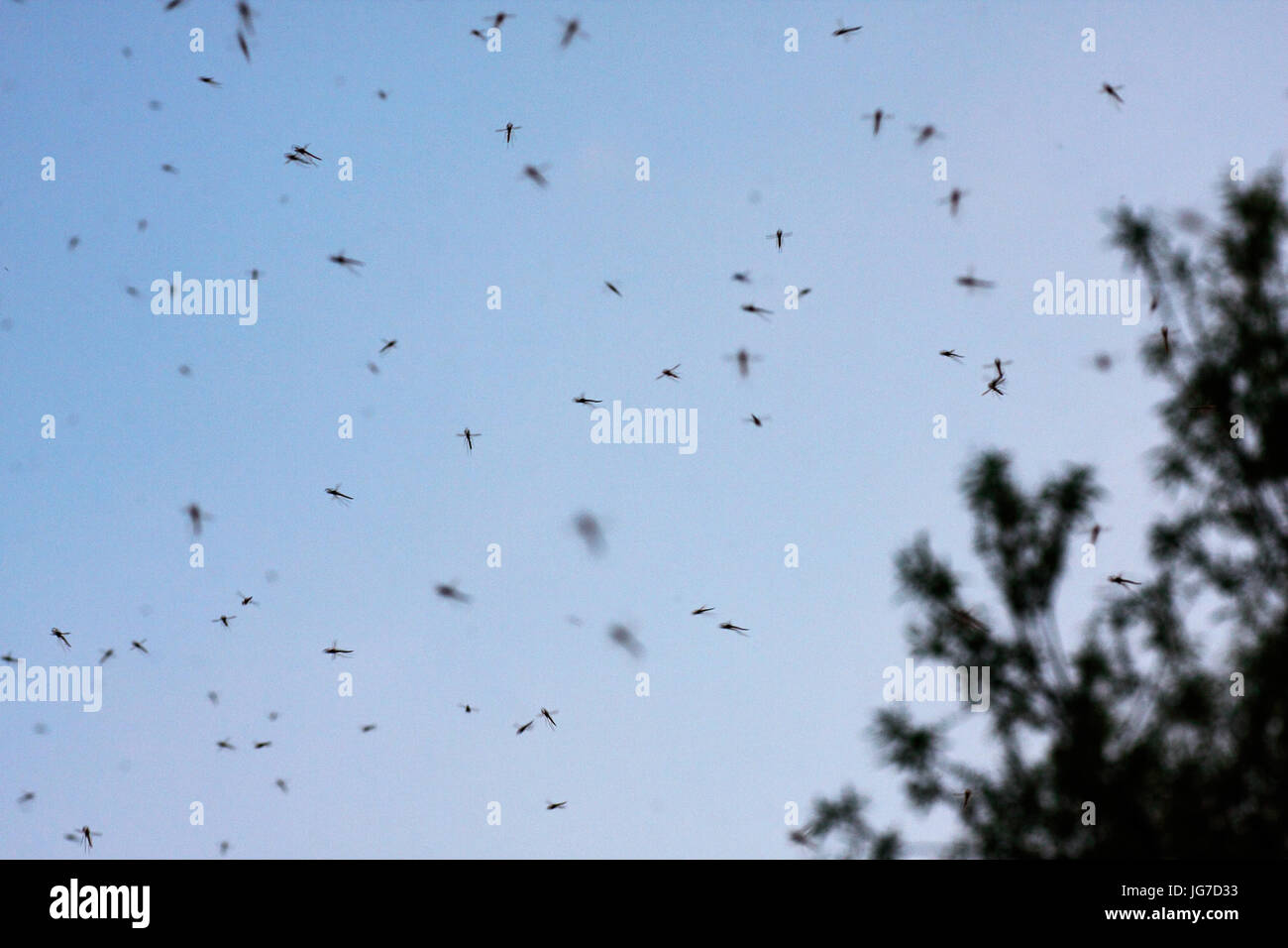 Mosquitoes Insects swarming in the evening Stock Photo - Alamy