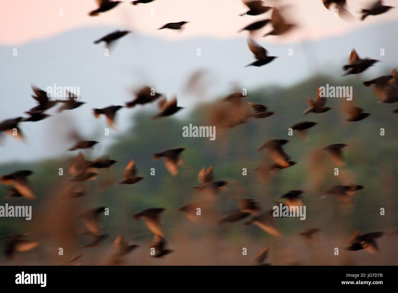 Starling sunset hi-res stock photography and images - Alamy