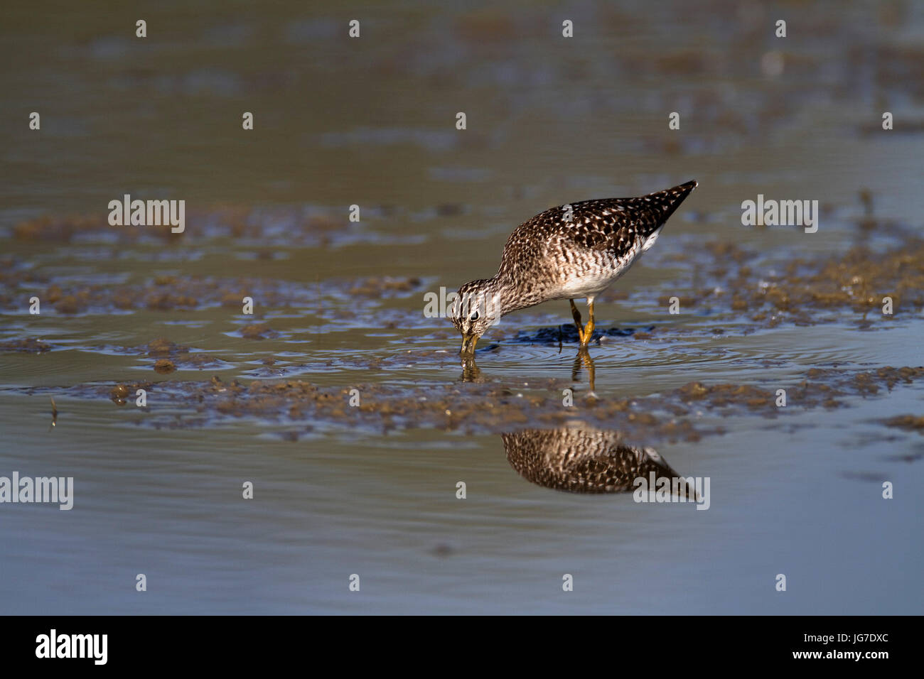 Mlaka hi-res stock photography and images - Alamy