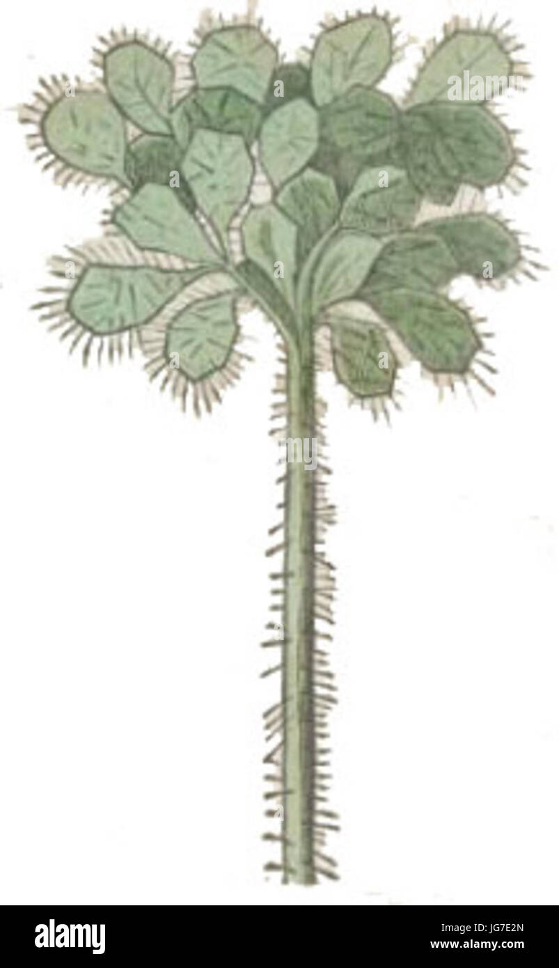 Historia natural natural history Cut Out Stock Images & Pictures - Alamy