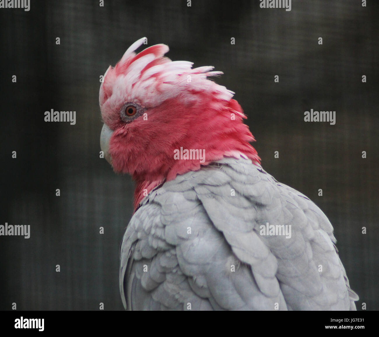 Galah feathers hi-res stock photography and images - Alamy