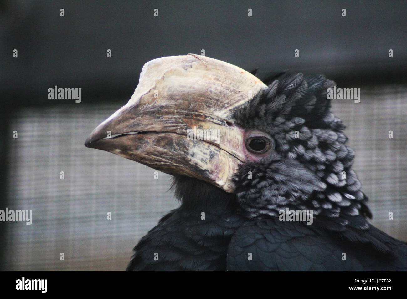 Trumpeter hornbill (Bycanistes bucinator Stock Photo - Alamy