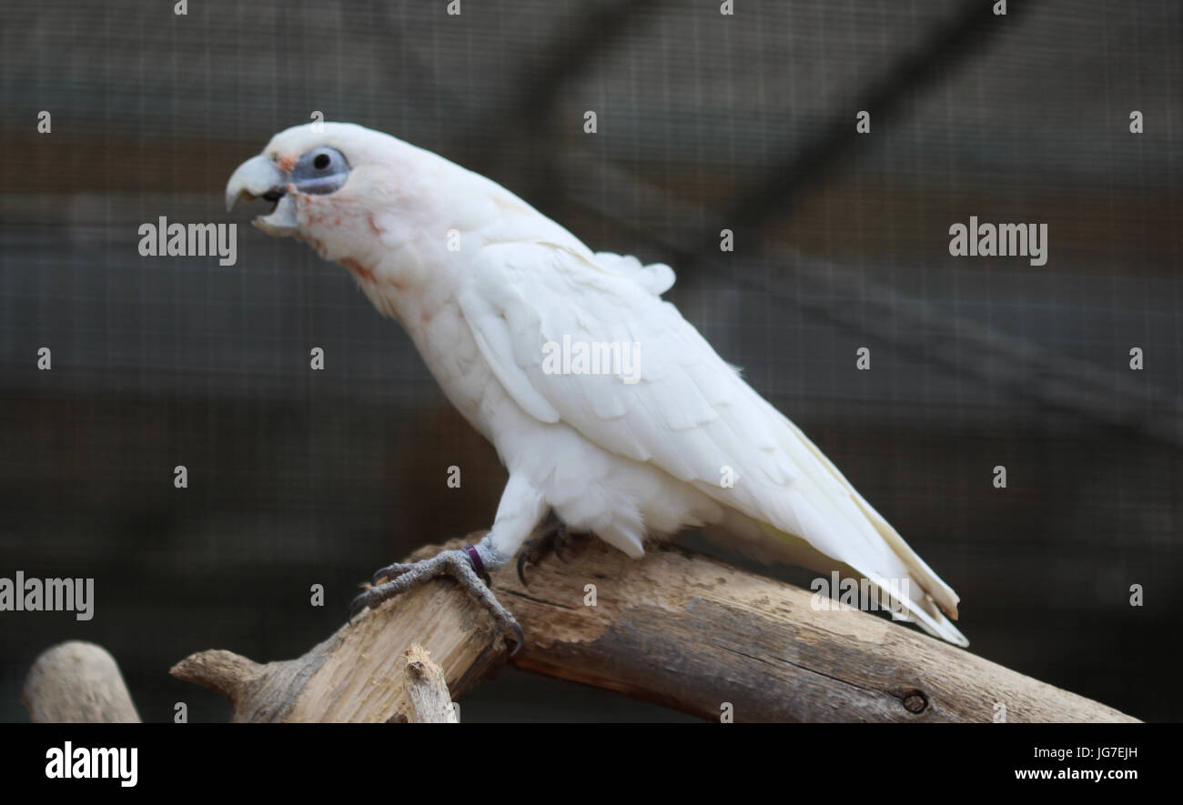 Corella hi-res stock photography and images - Alamy