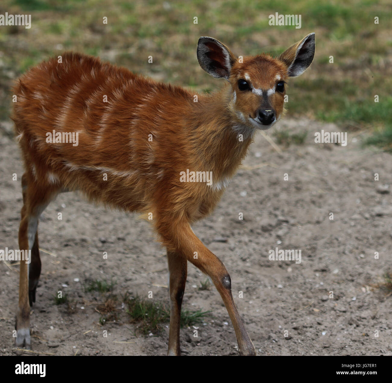Sitatunga antelope, zoo hi-res stock photography and images - Alamy