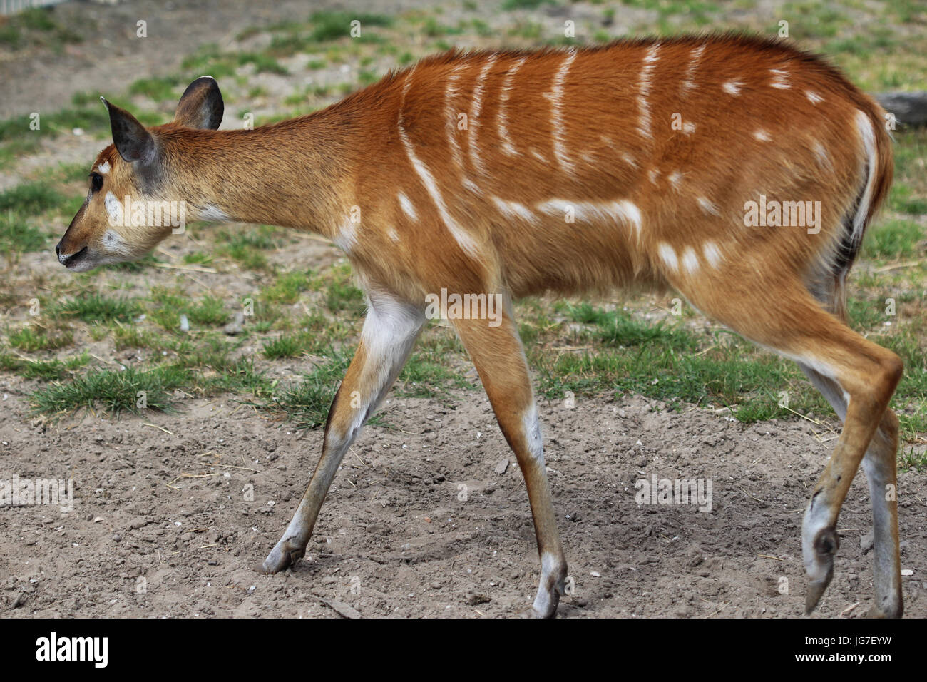 Sitatunga antelope, zoo hi-res stock photography and images - Alamy