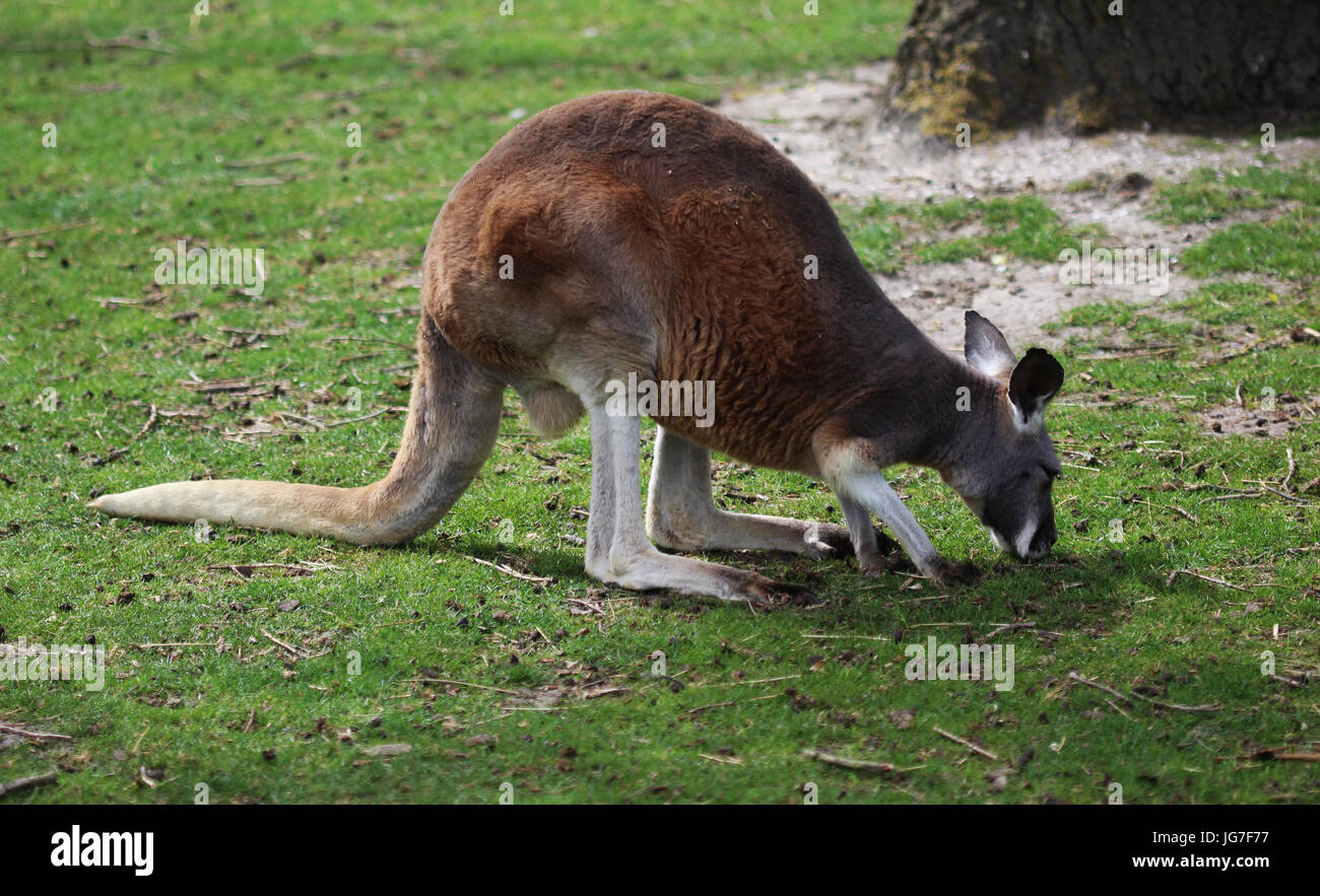 Kangaro hi-res stock photography and images - Alamy