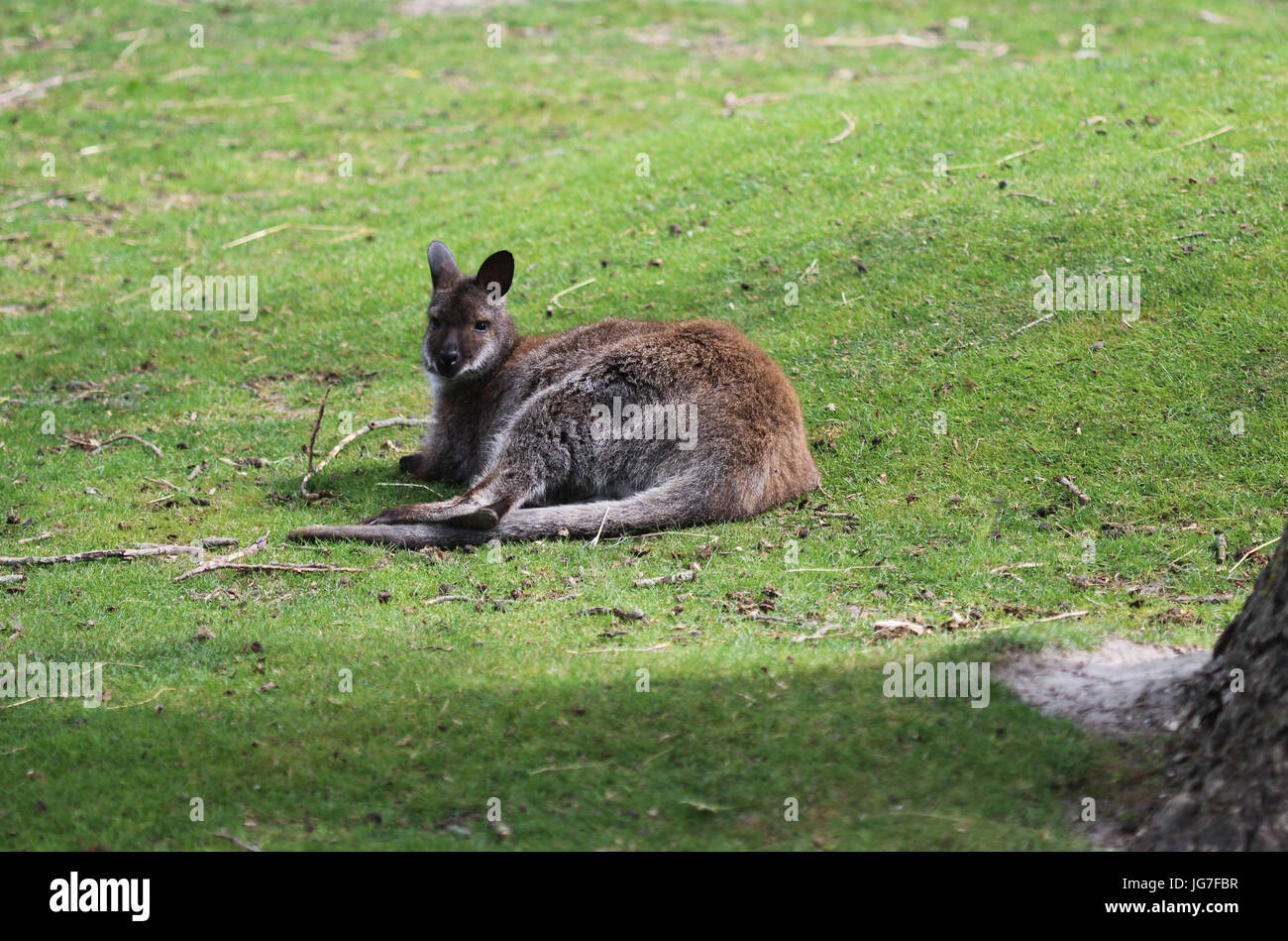 Red necked Wallaby Stock Photo - Alamy