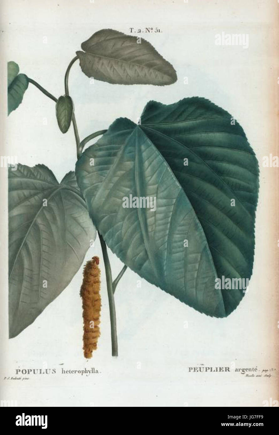 Populus heterophylla hi-res stock photography and images - Alamy