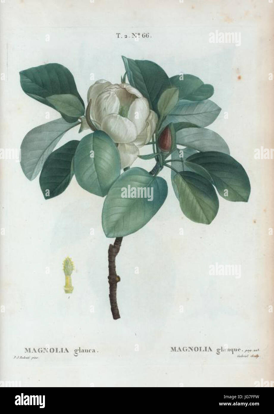 T2 66 (a) Magnolia virginiana par Pierre-Joseph Redouté Stock Photo - Alamy