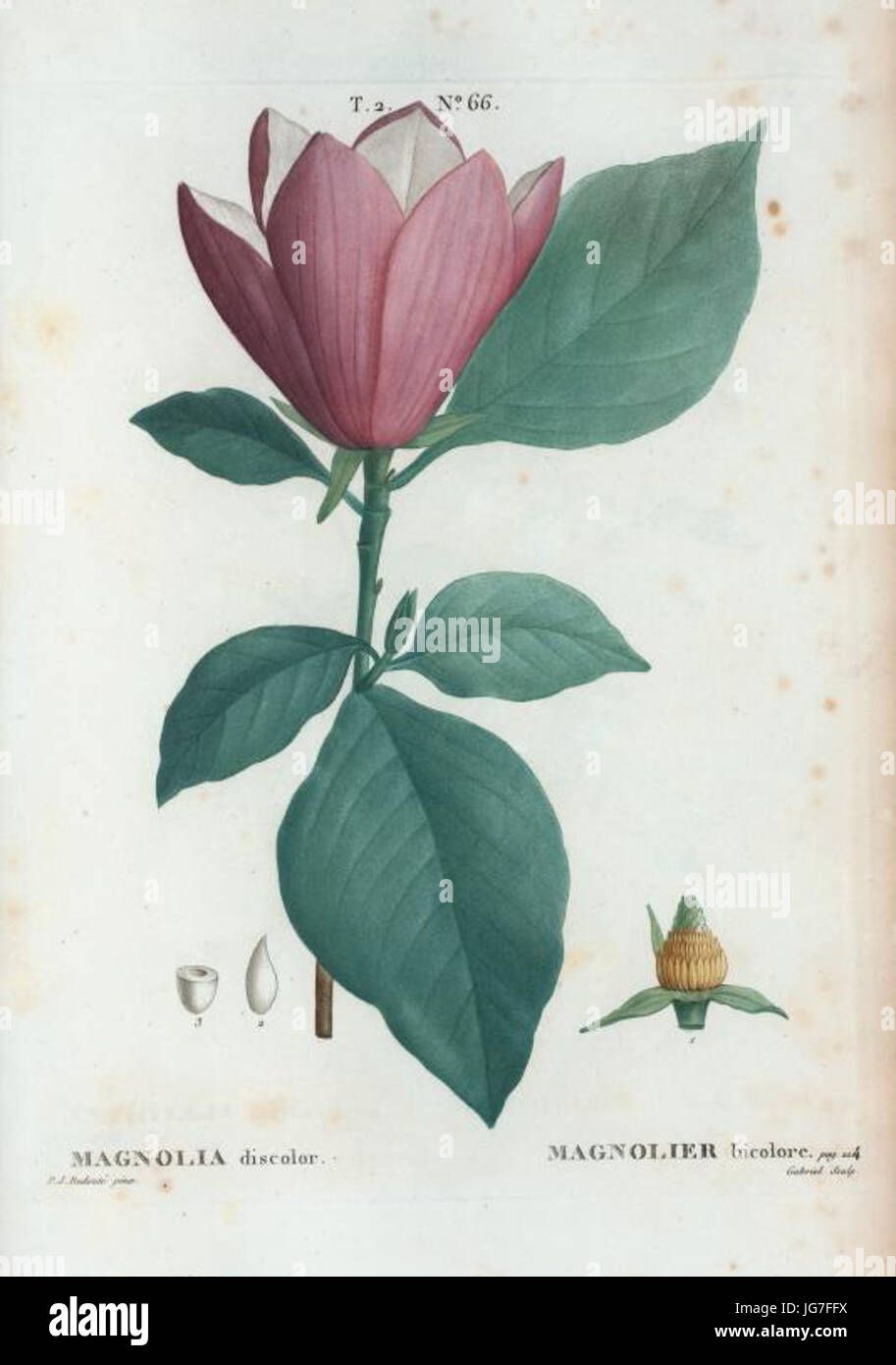 T2 66 (b) Magnolia liliiflora par Pierre-Joseph Redouté Stock Photo - Alamy
