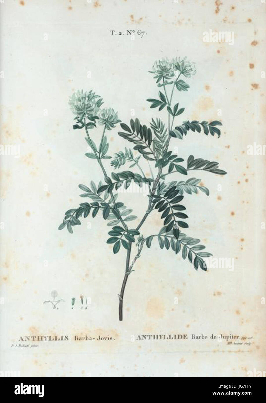 Anthyllis barba jovis hi-res stock photography and images - Alamy