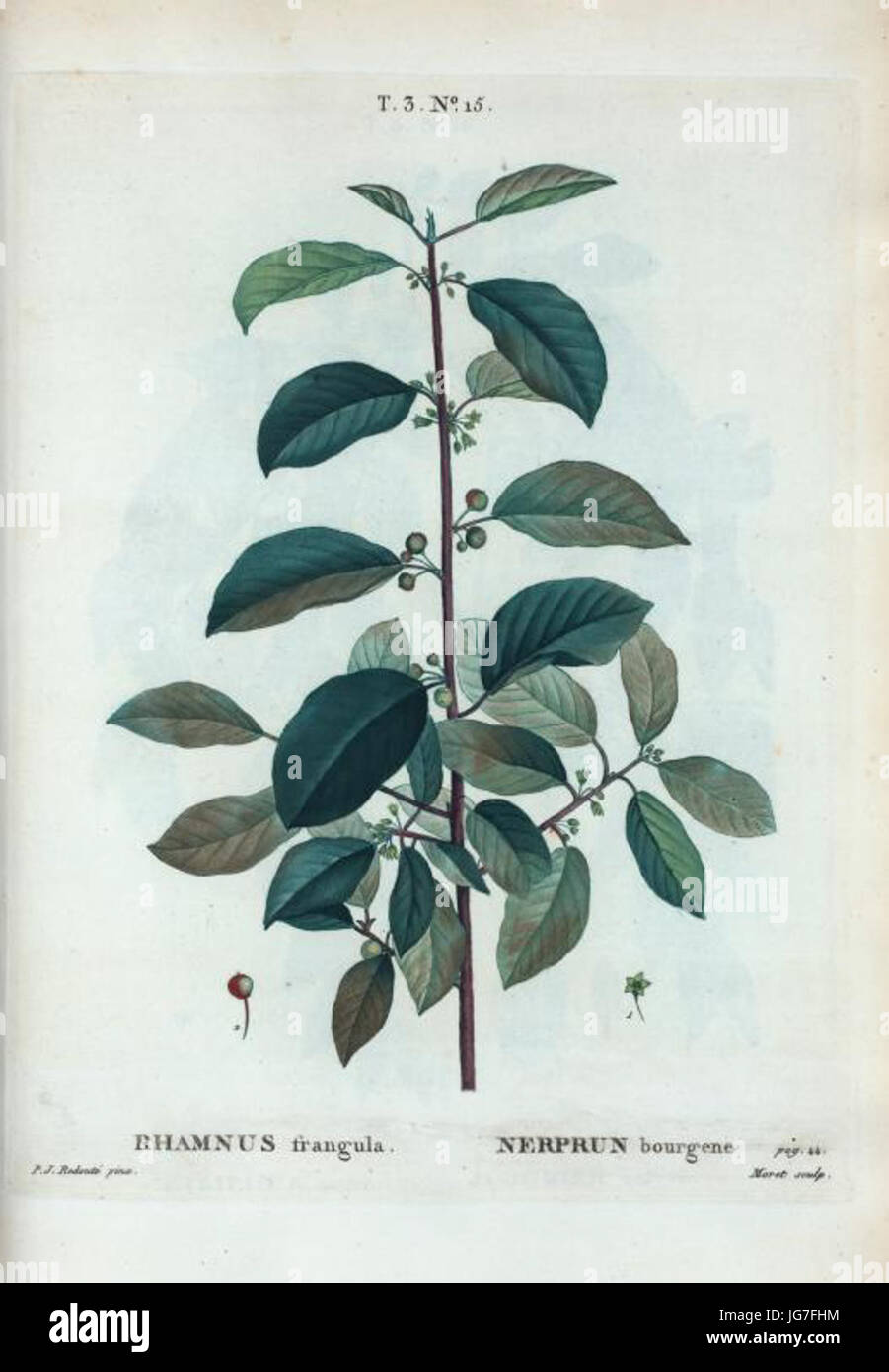 Ancient rhamnus hi-res stock photography and images - Alamy