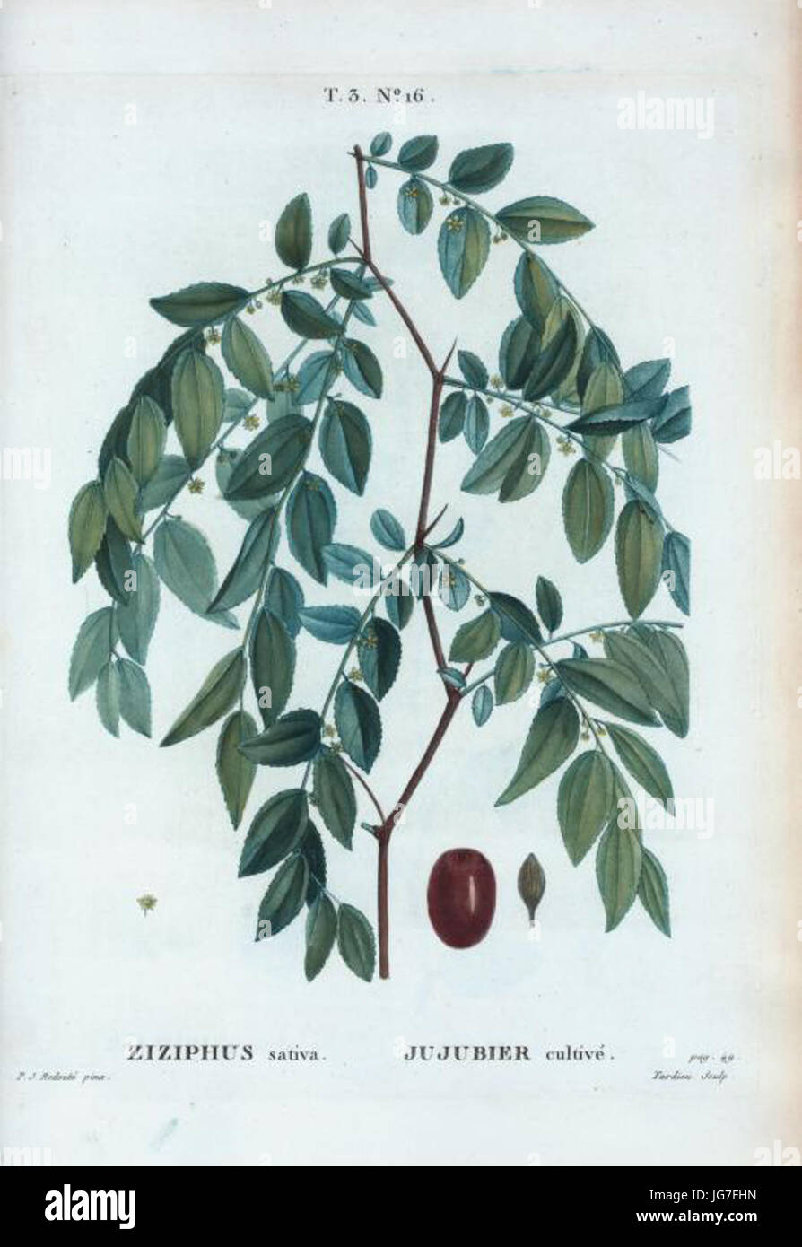 Ziziphus Sativa High Resolution Stock Photography and Images - Alamy