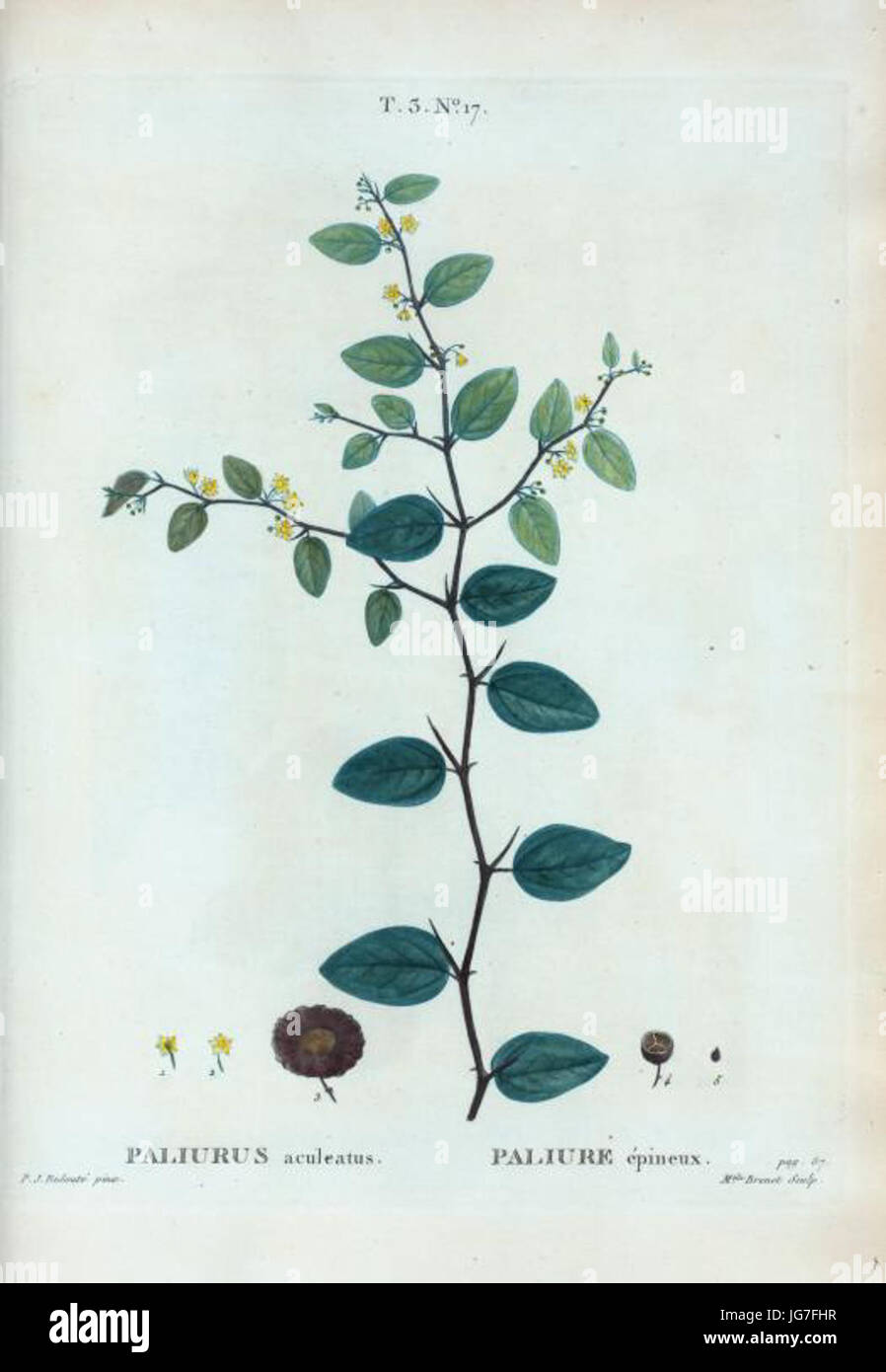 Paliurus aculeatus hi-res stock photography and images - Alamy