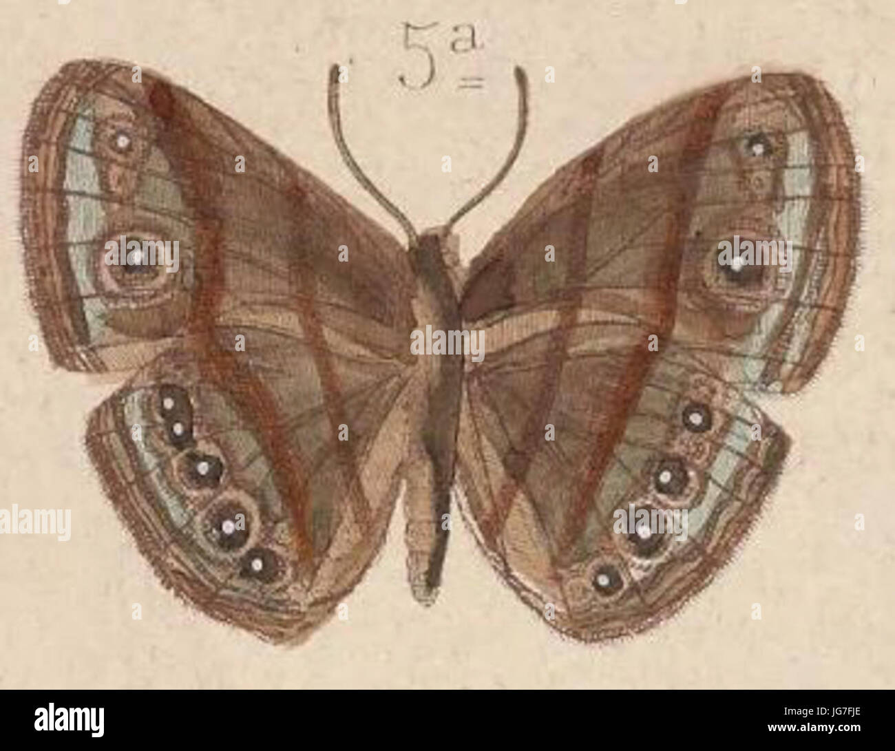 T6-05a-Mycalesis cacodaemon underside Stock Photo - Alamy