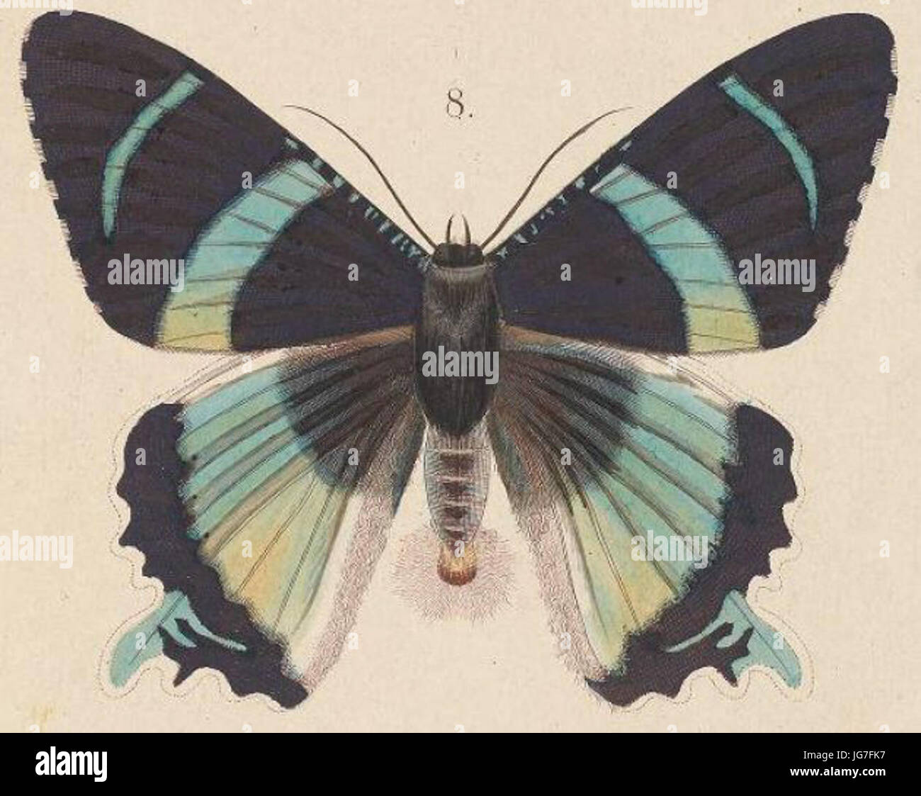 Alcides agathyrsus hi-res stock photography and images - Alamy