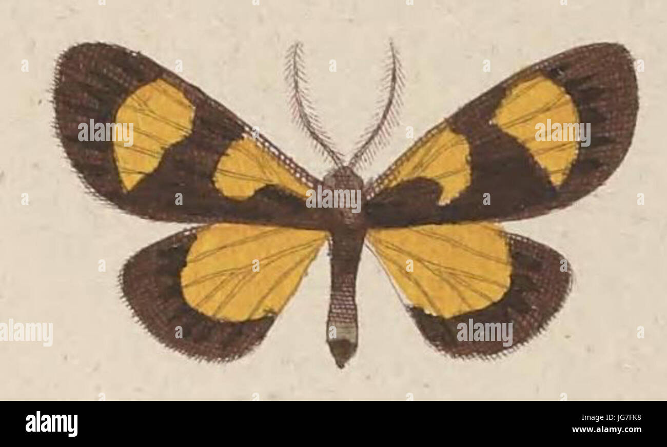 T7-09-Ctimene salamandra 28Kirsch 187729 Stock Photo - Alamy