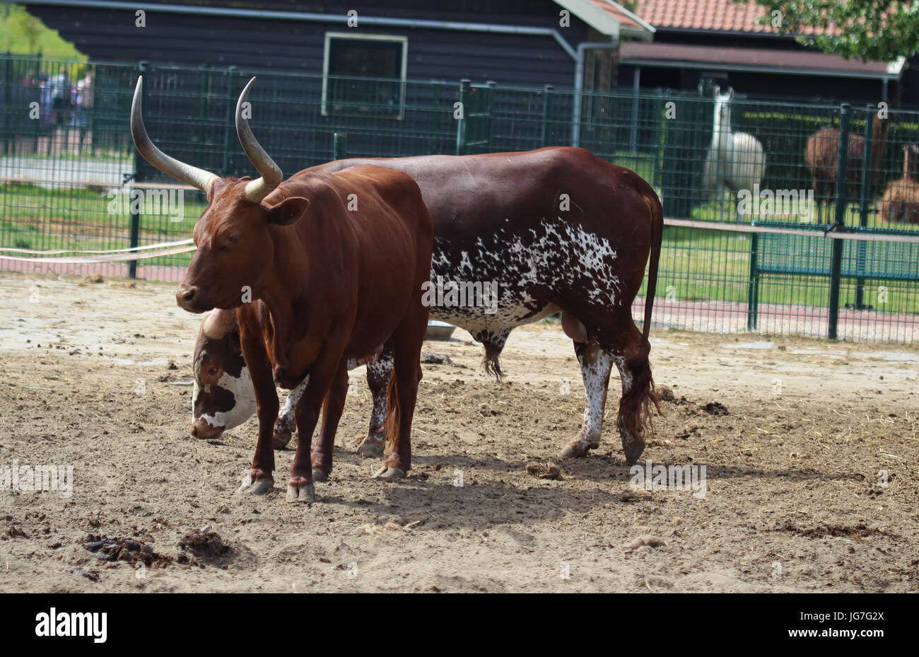 Ankola cow hi-res stock photography and images - Alamy