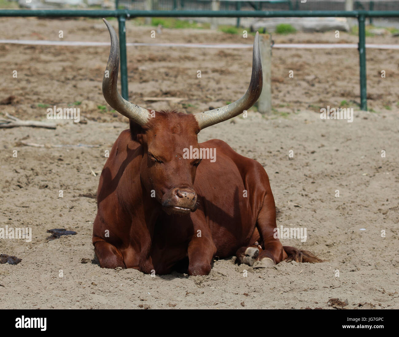 Cow enclosure hi-res stock photography and images - Alamy