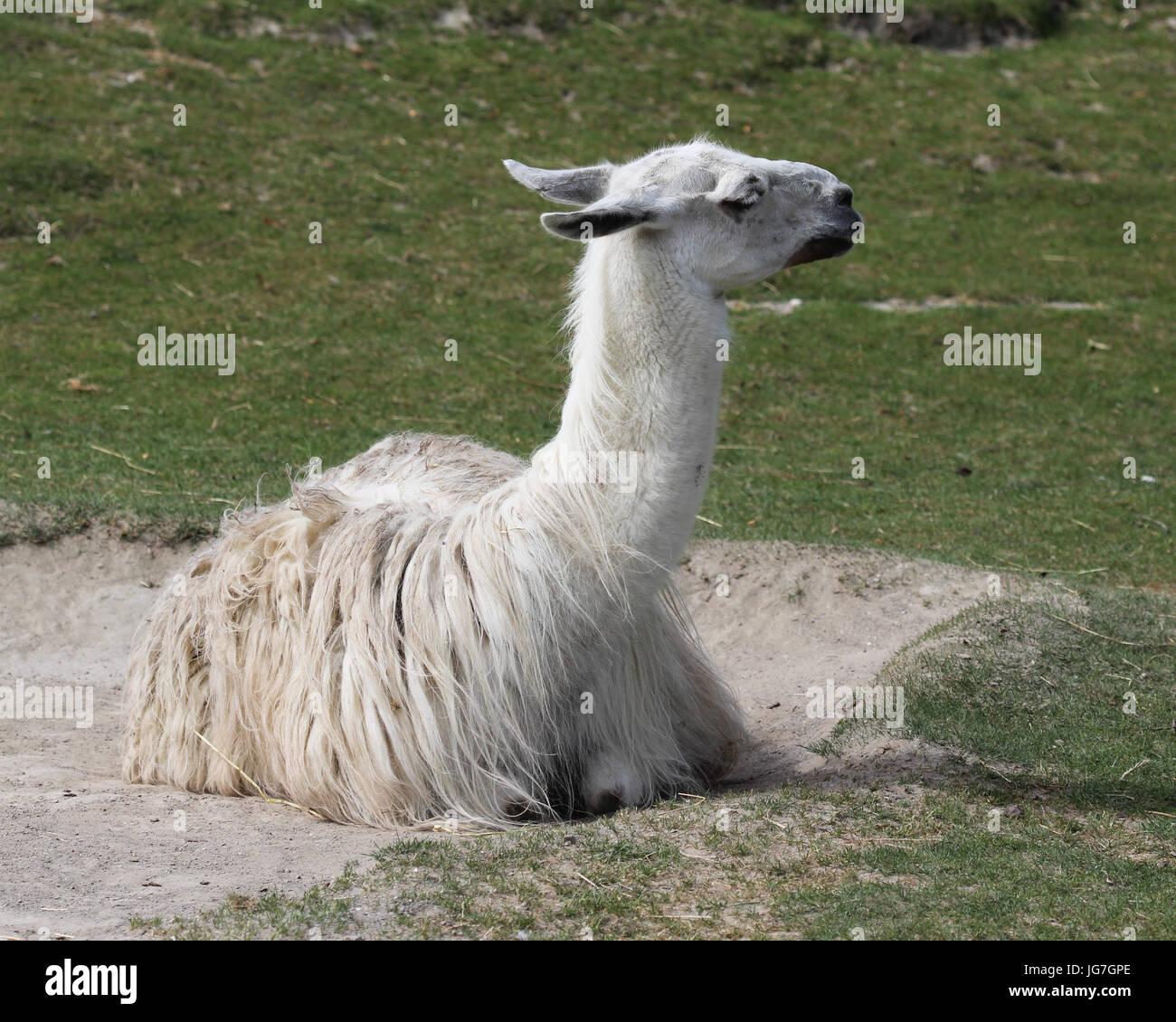 Lama (lama glama Stock Photo - Alamy