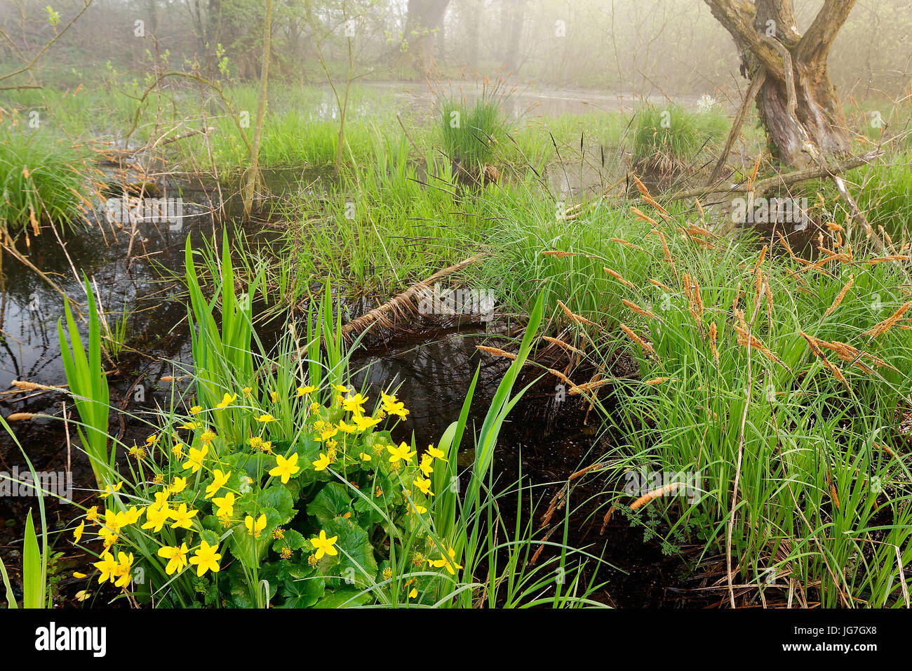 Forest Waterlogged High Resolution Stock Photography and Images - Alamy