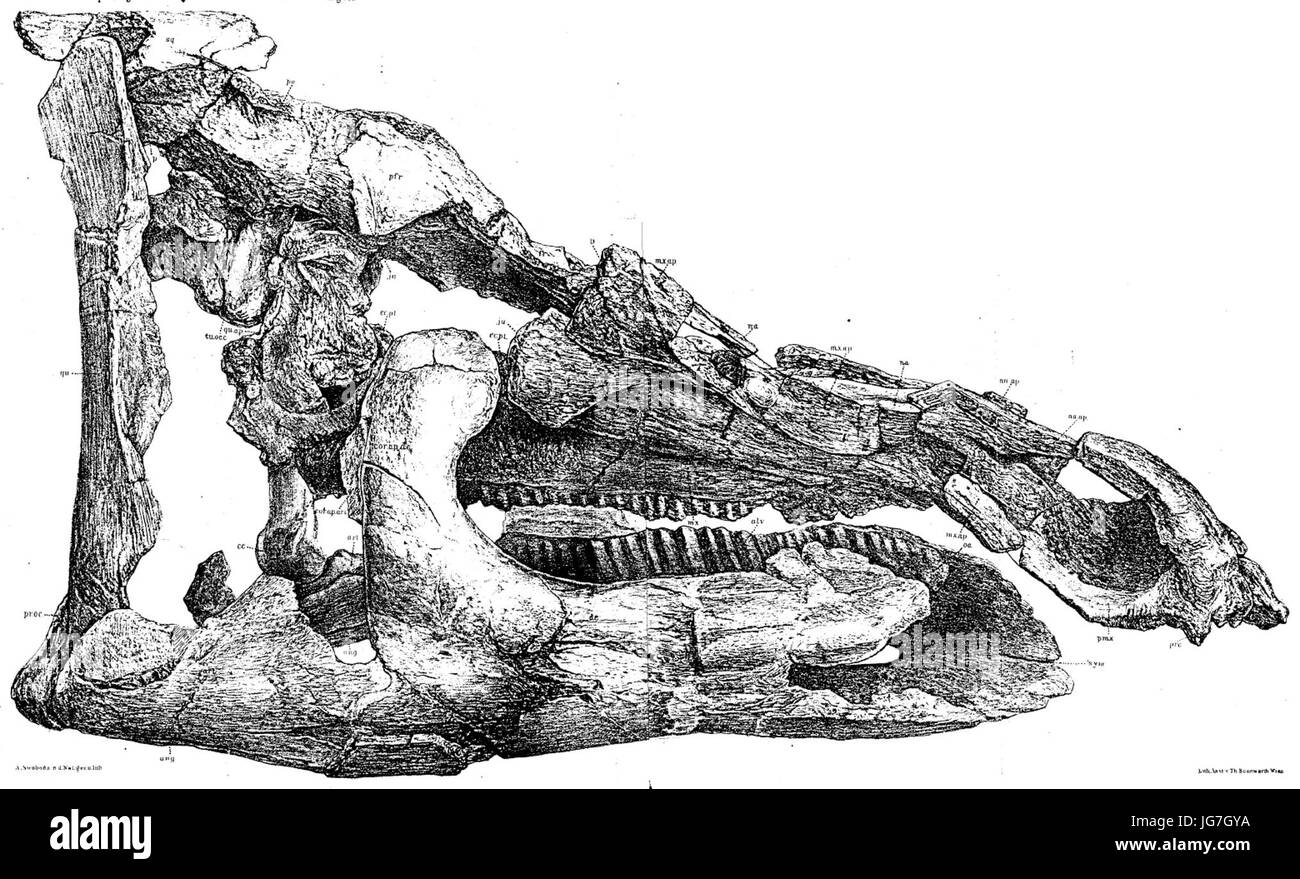 Telmatosaurus hi-res stock photography and images - Alamy