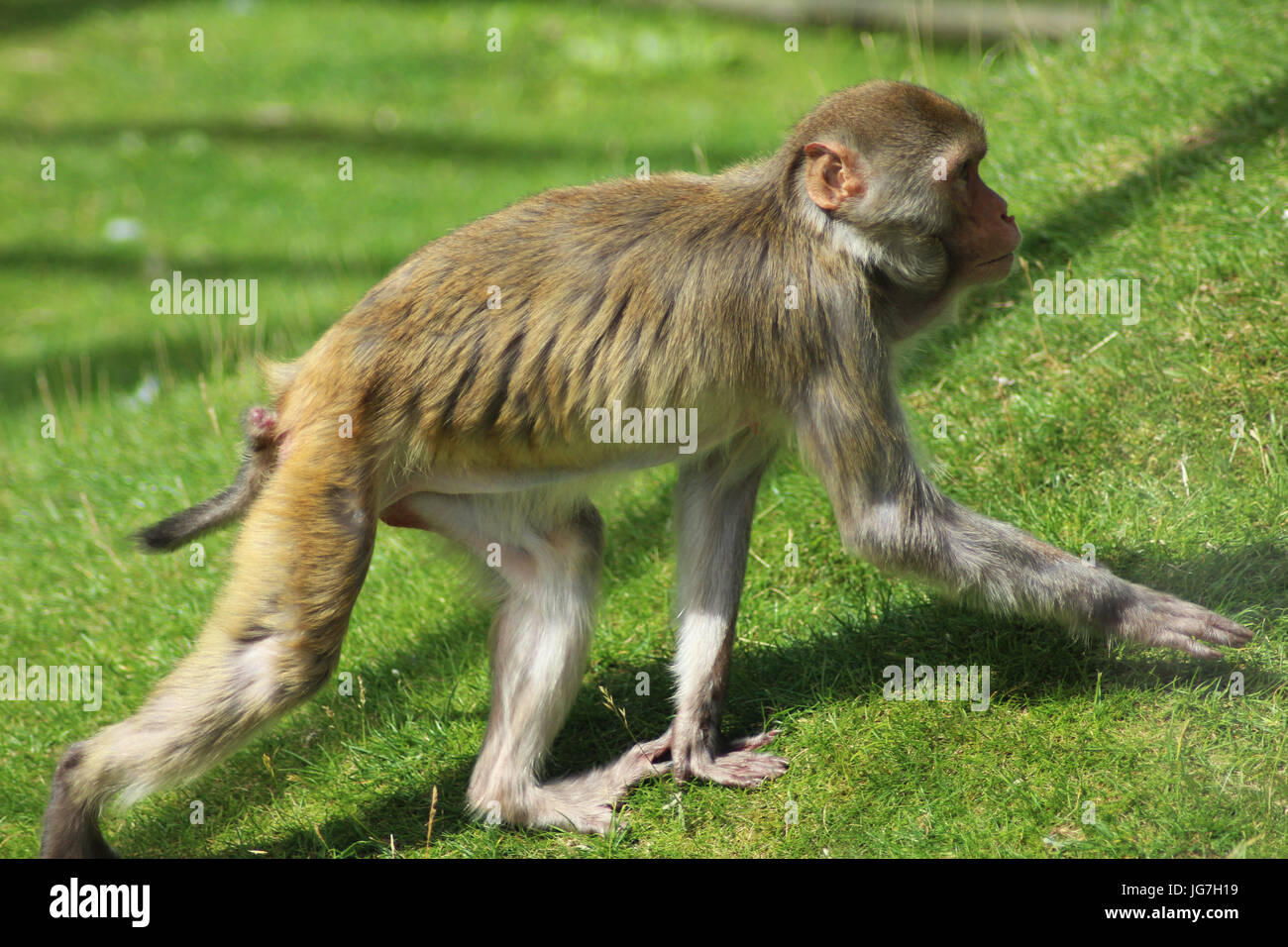 Captive rhesus macaque monkey hi-res stock photography and images - Alamy