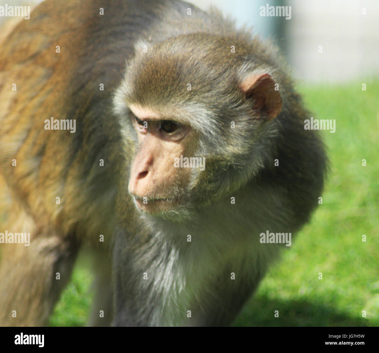Captive rhesus macaque monkey hi-res stock photography and images - Alamy