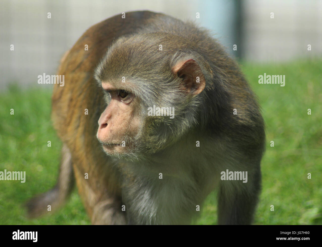 Captive rhesus macaque monkey hi-res stock photography and images - Alamy