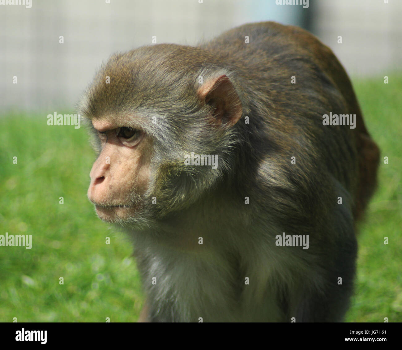 Captive rhesus macaque monkey hi-res stock photography and images - Alamy