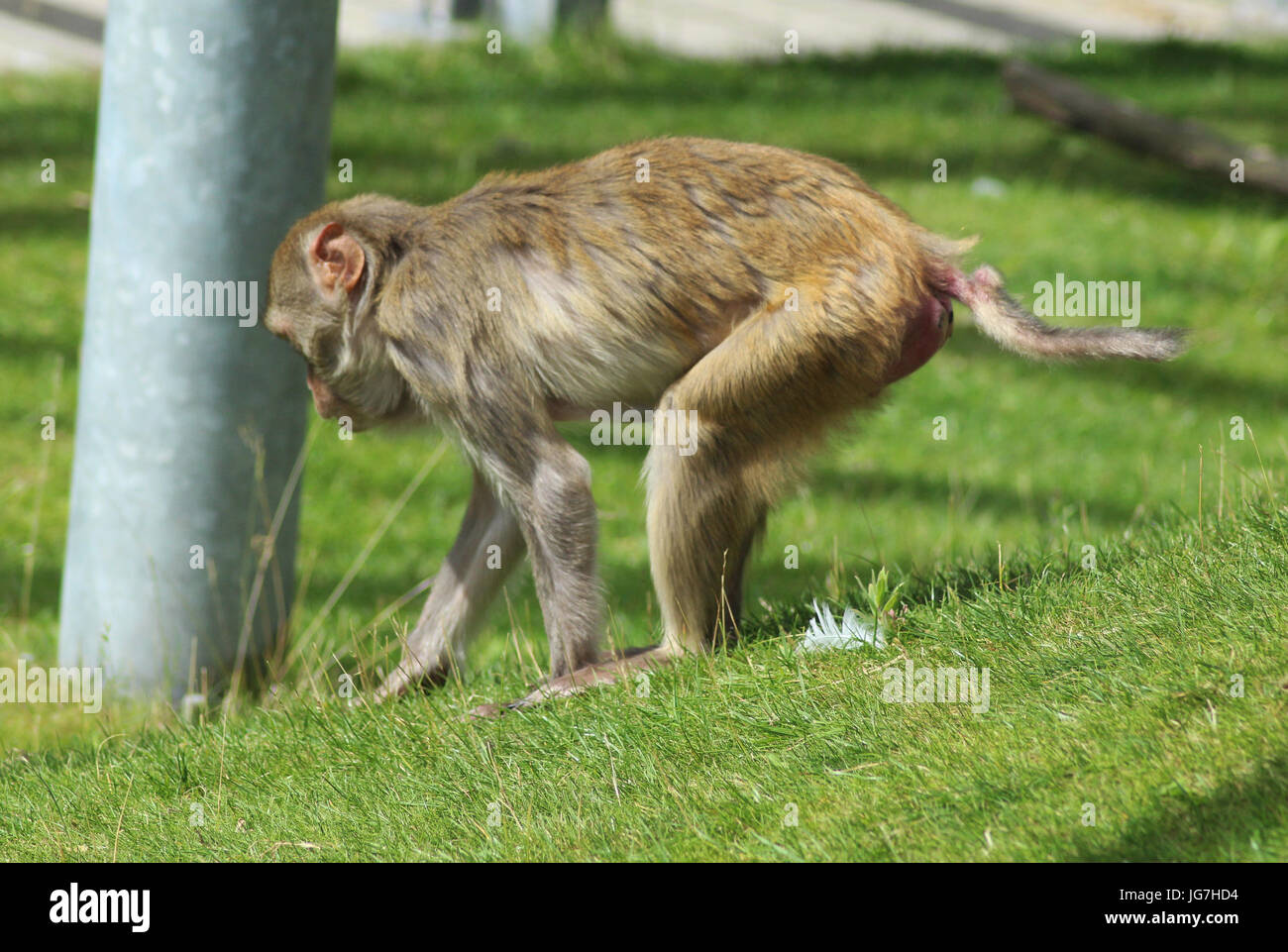 Captive rhesus macaque monkey hi-res stock photography and images - Alamy