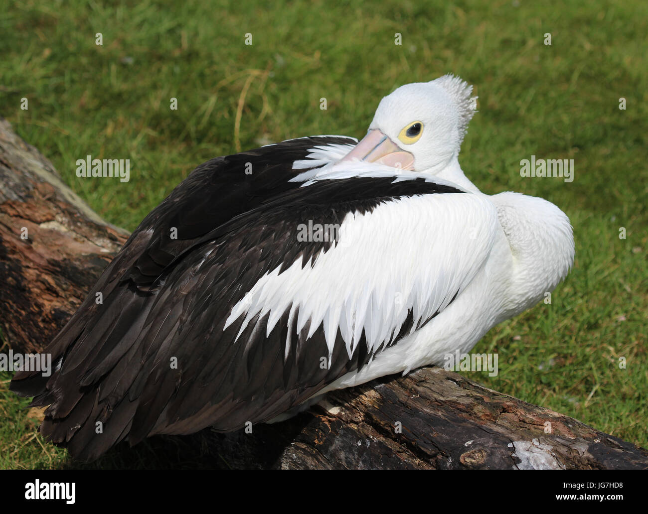 Perlican hi-res stock photography and images - Alamy