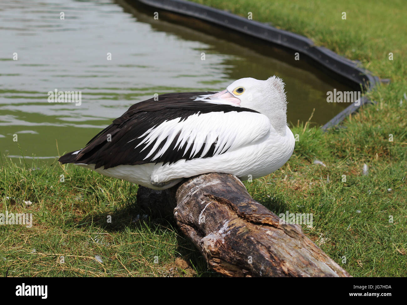 Perlican hi-res stock photography and images - Alamy