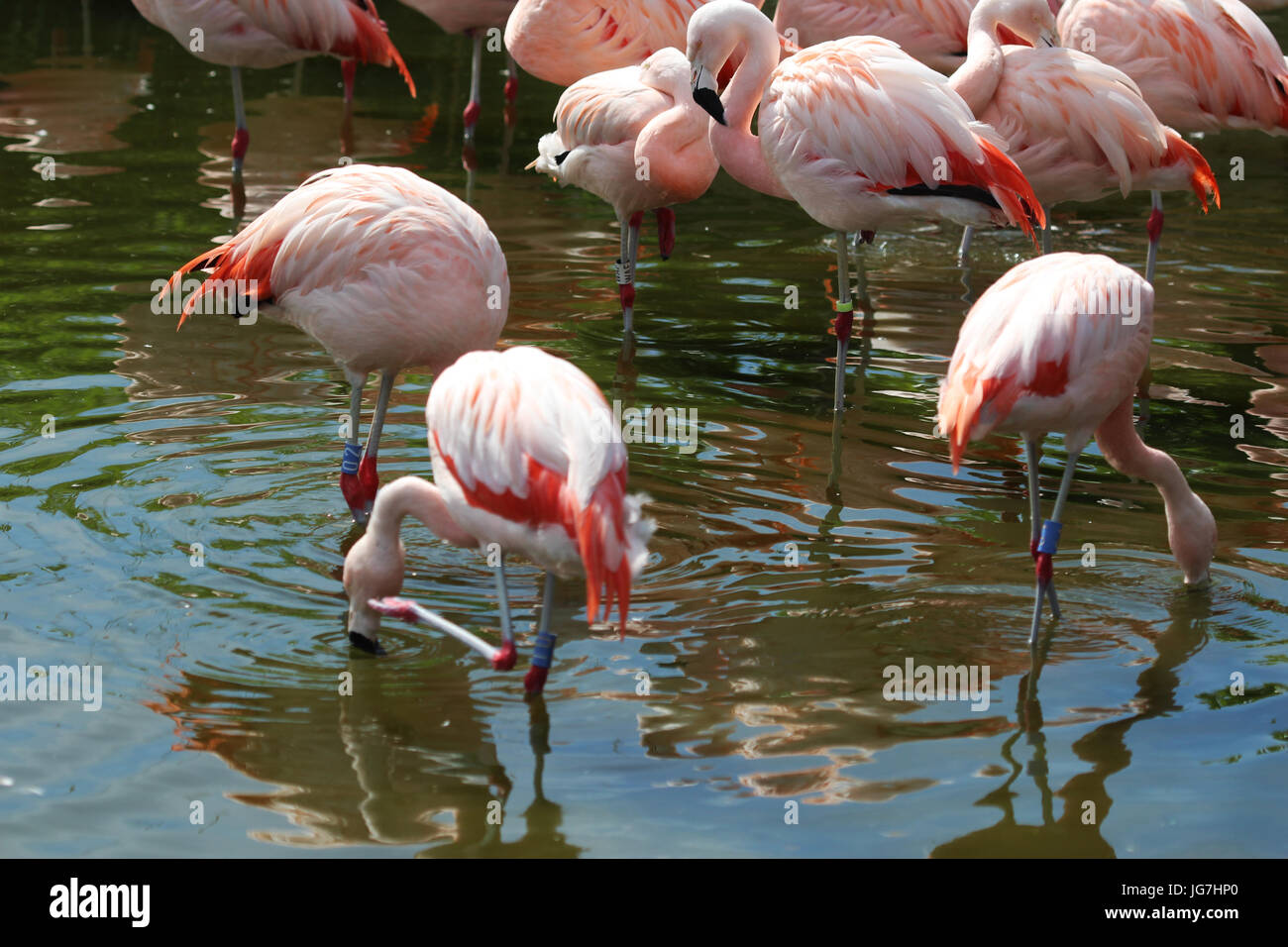 Phoenicopteriformes hi-res stock photography and images - Alamy