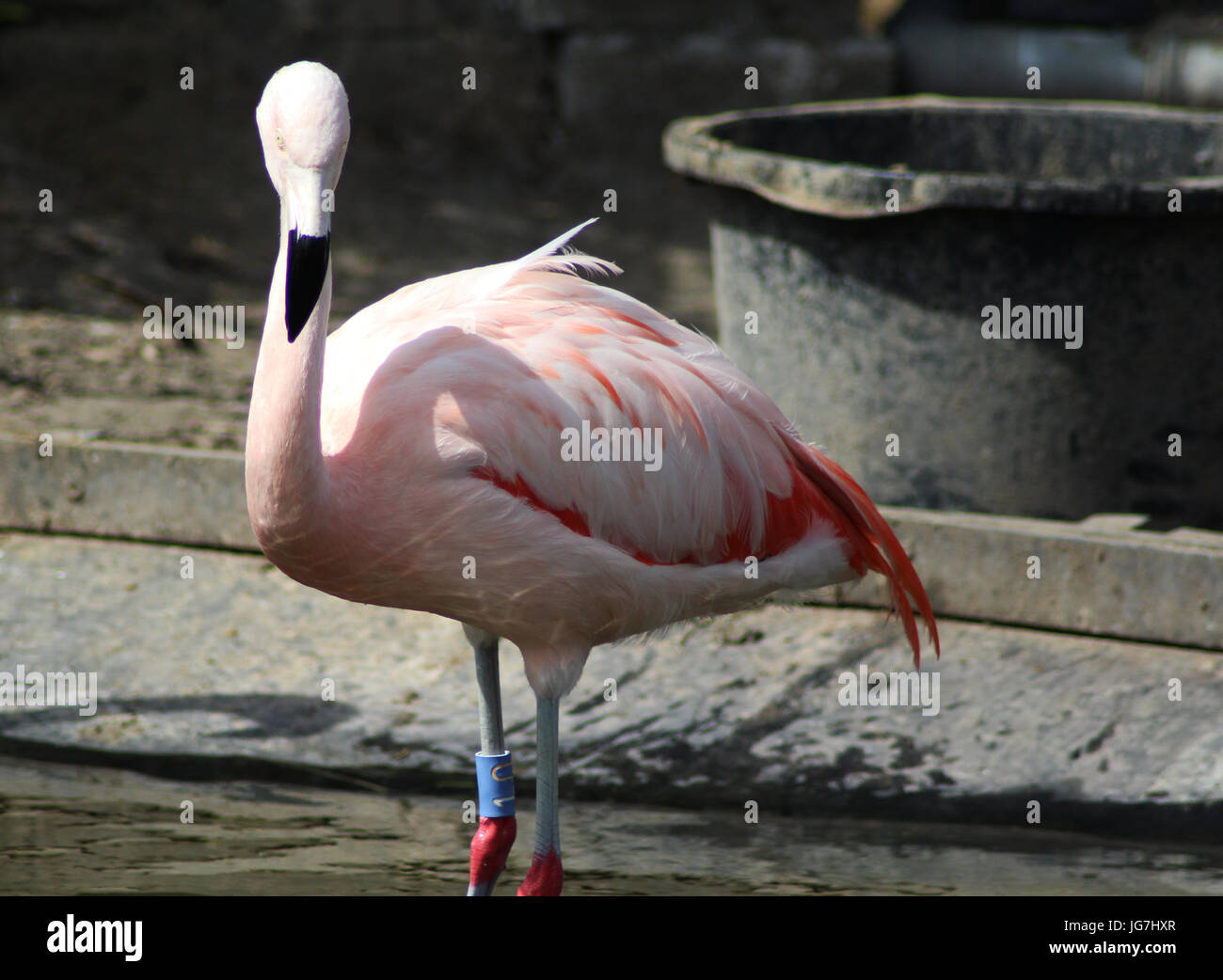 Flamingo enclosure hi-res stock photography and images - Alamy