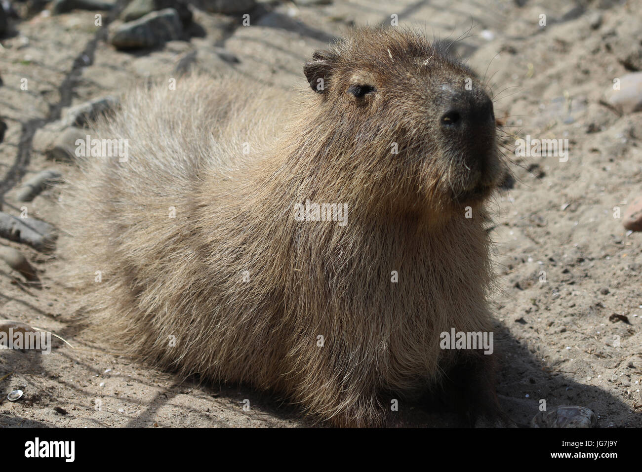 Capybara With Dog