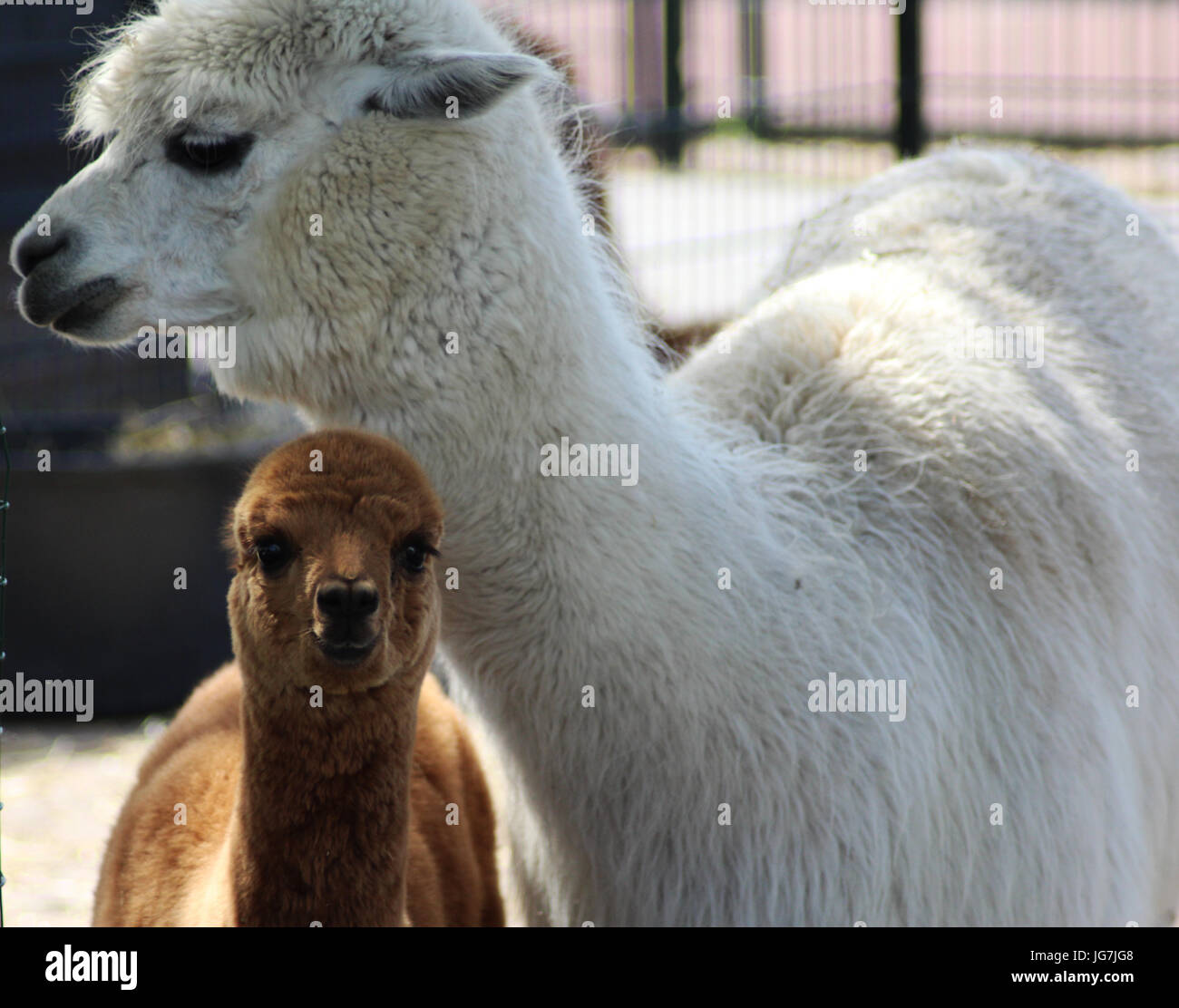 Lama (lama glama Stock Photo - Alamy