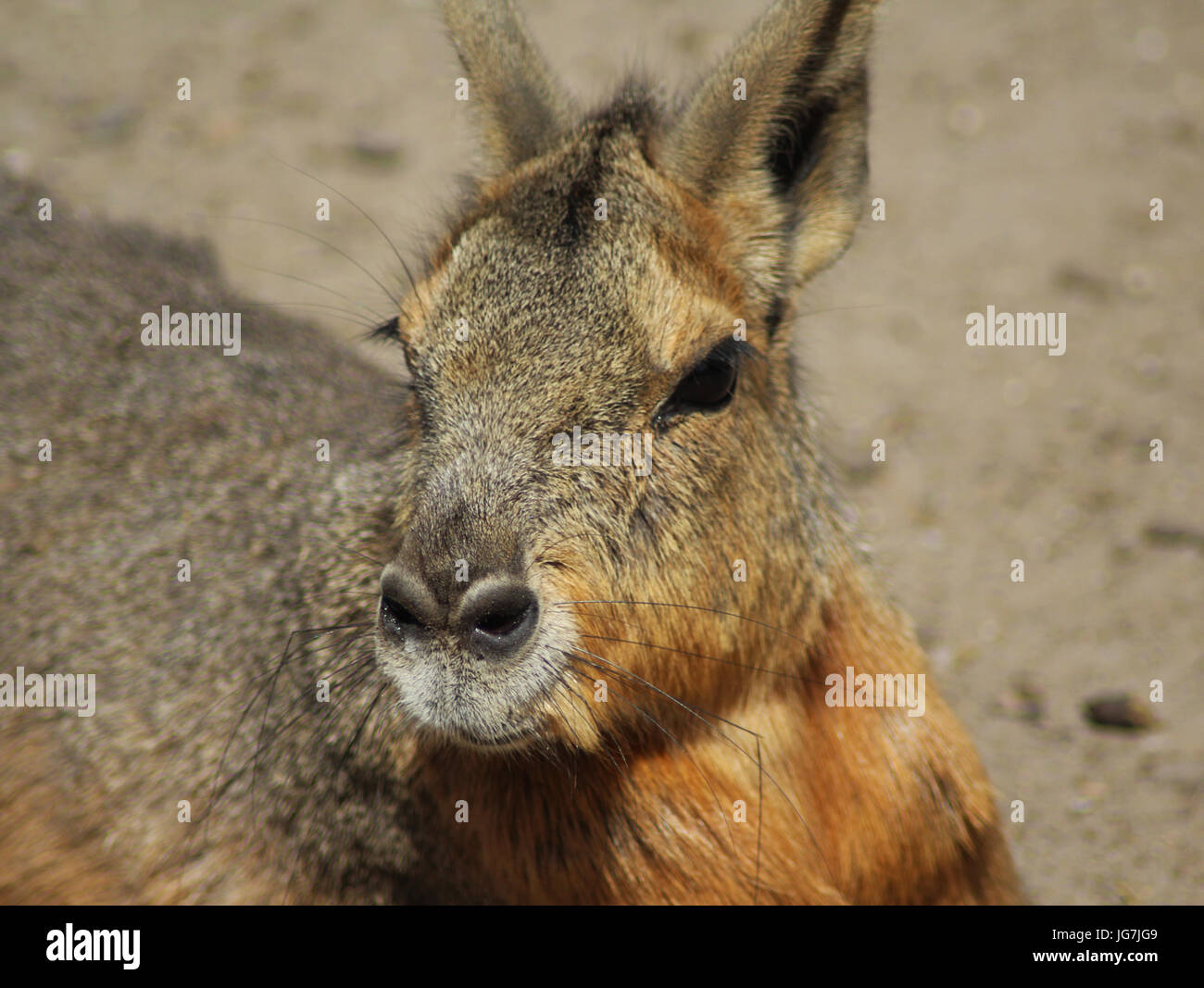 The Patagonian mara (Dolichotis patagonum Stock Photo - Alamy