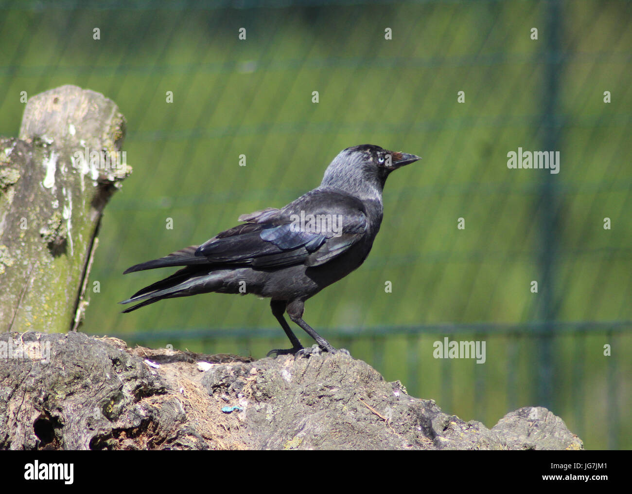 Western jackdaw (Corvus monedula Stock Photo - Alamy