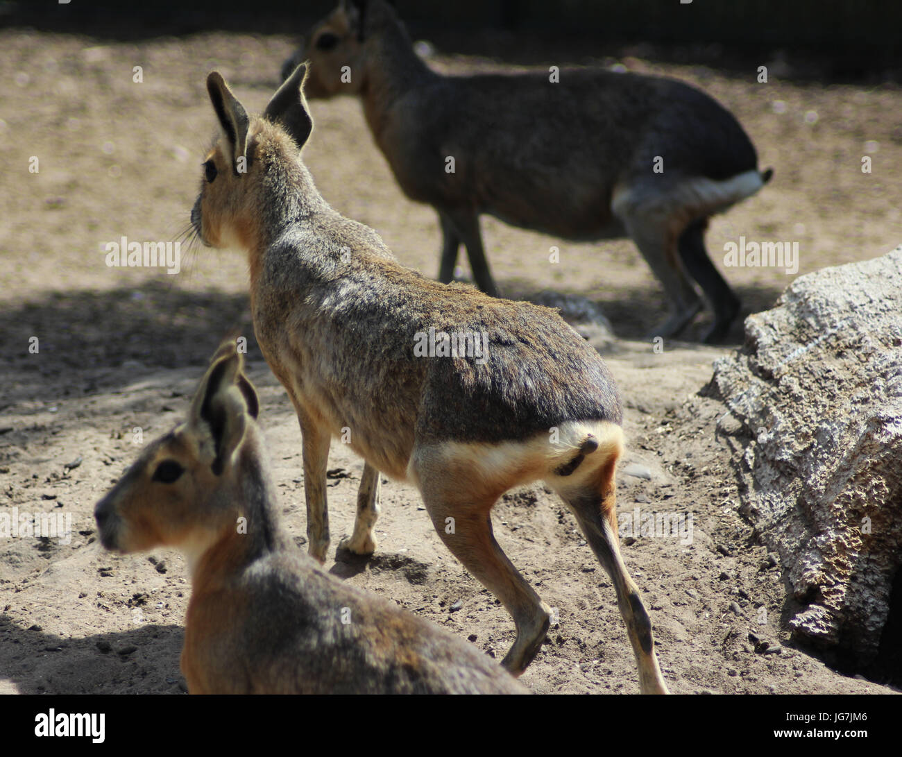 The Patagonian mara (Dolichotis patagonum Stock Photo - Alamy