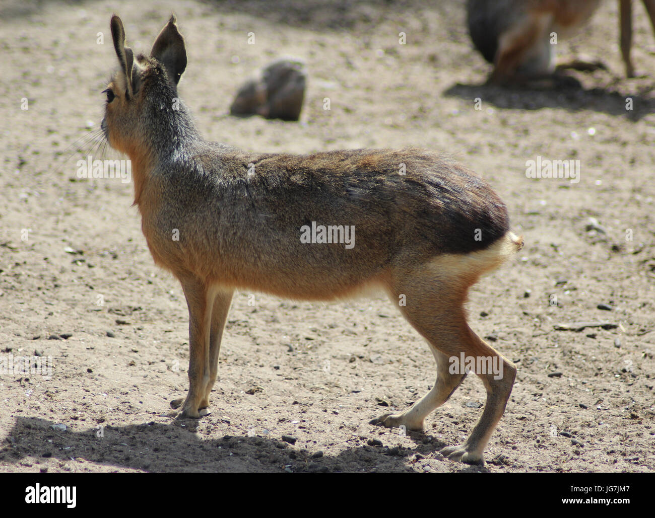 The Patagonian mara (Dolichotis patagonum Stock Photo - Alamy
