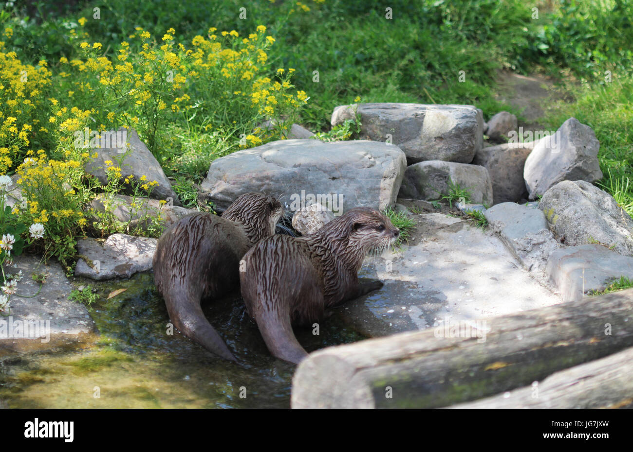Asian small-clawed otte Stock Photo - Alamy