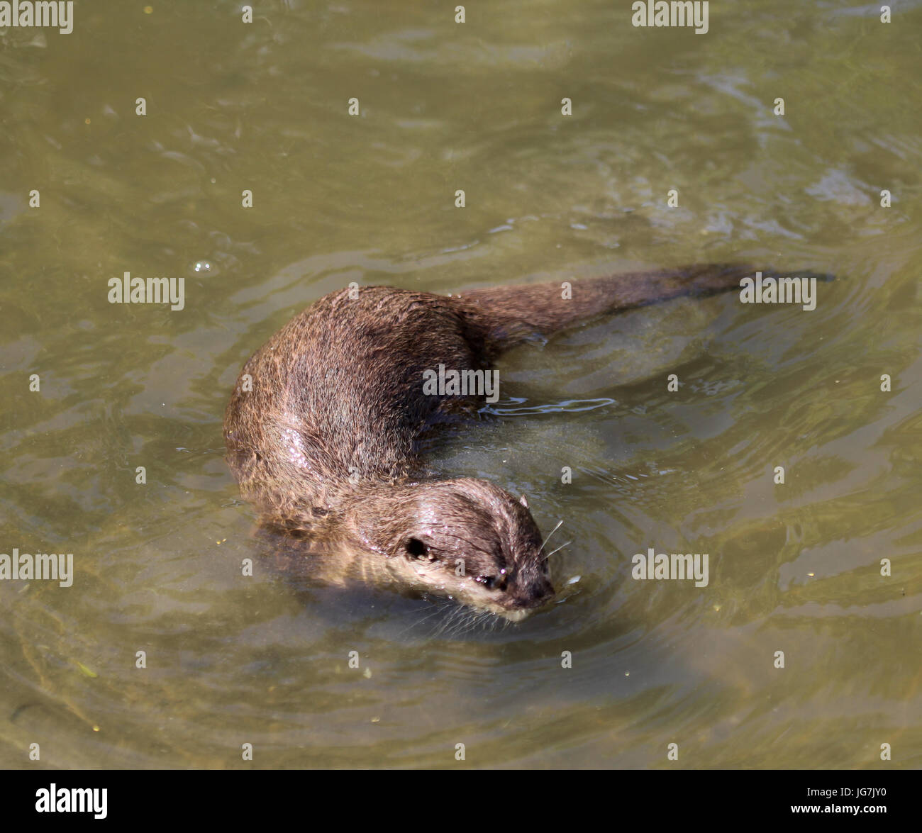 Small clawless otter hi-res stock photography and images - Alamy