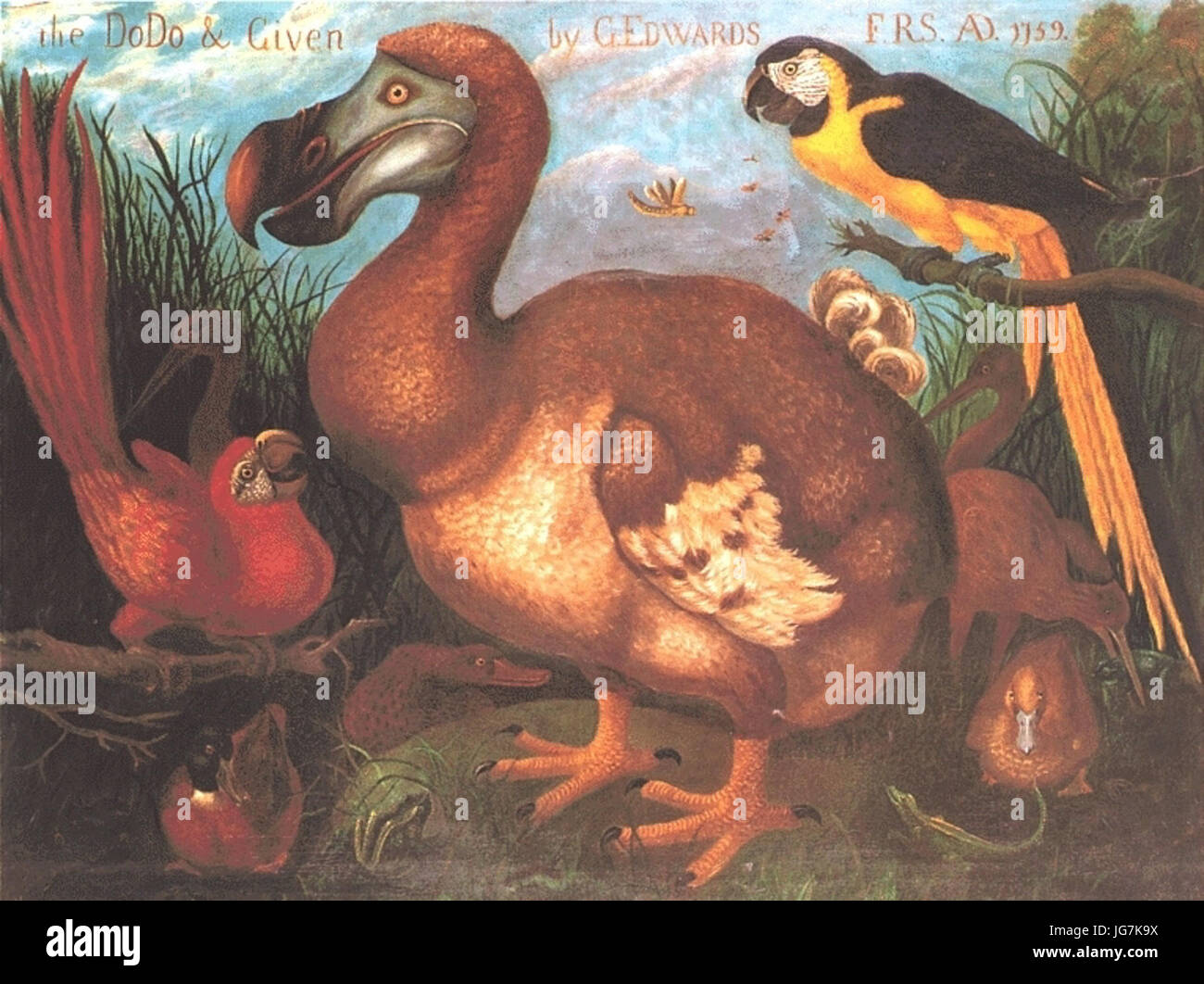 Dodo textbook hi-res stock photography and images - Alamy