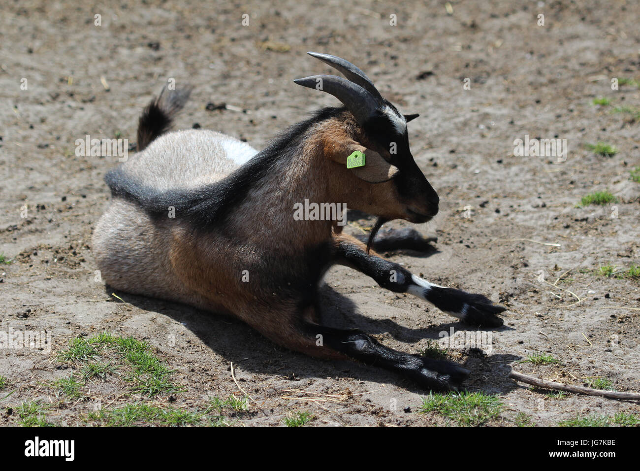 Pygmy goat on farm Stock Photo - Alamy