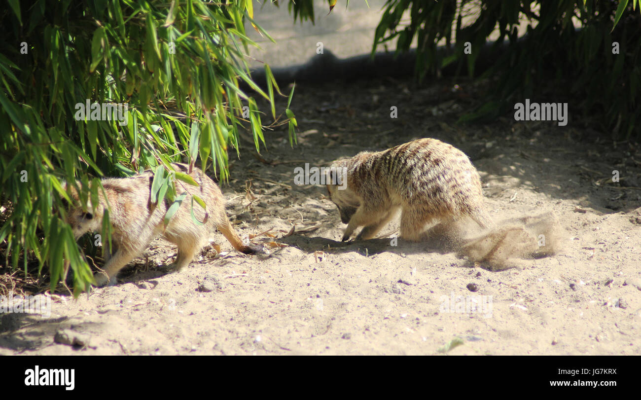 Meerkat digging in the sand Stock Photo - Alamy